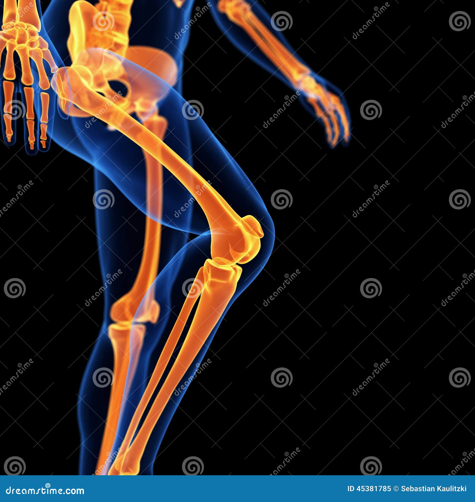 Les os de jambe illustration stock. Illustration of genou - 45381785