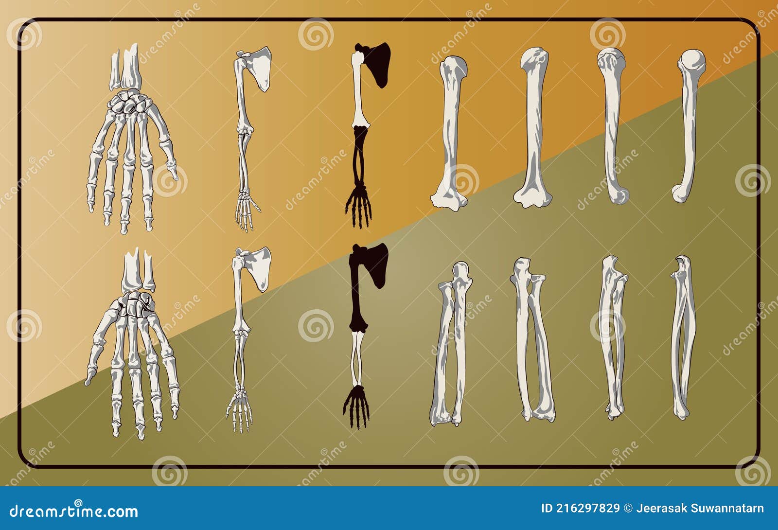 Les Os De L'avant-bras Et De L'ulna Illustration de Vecteur ...