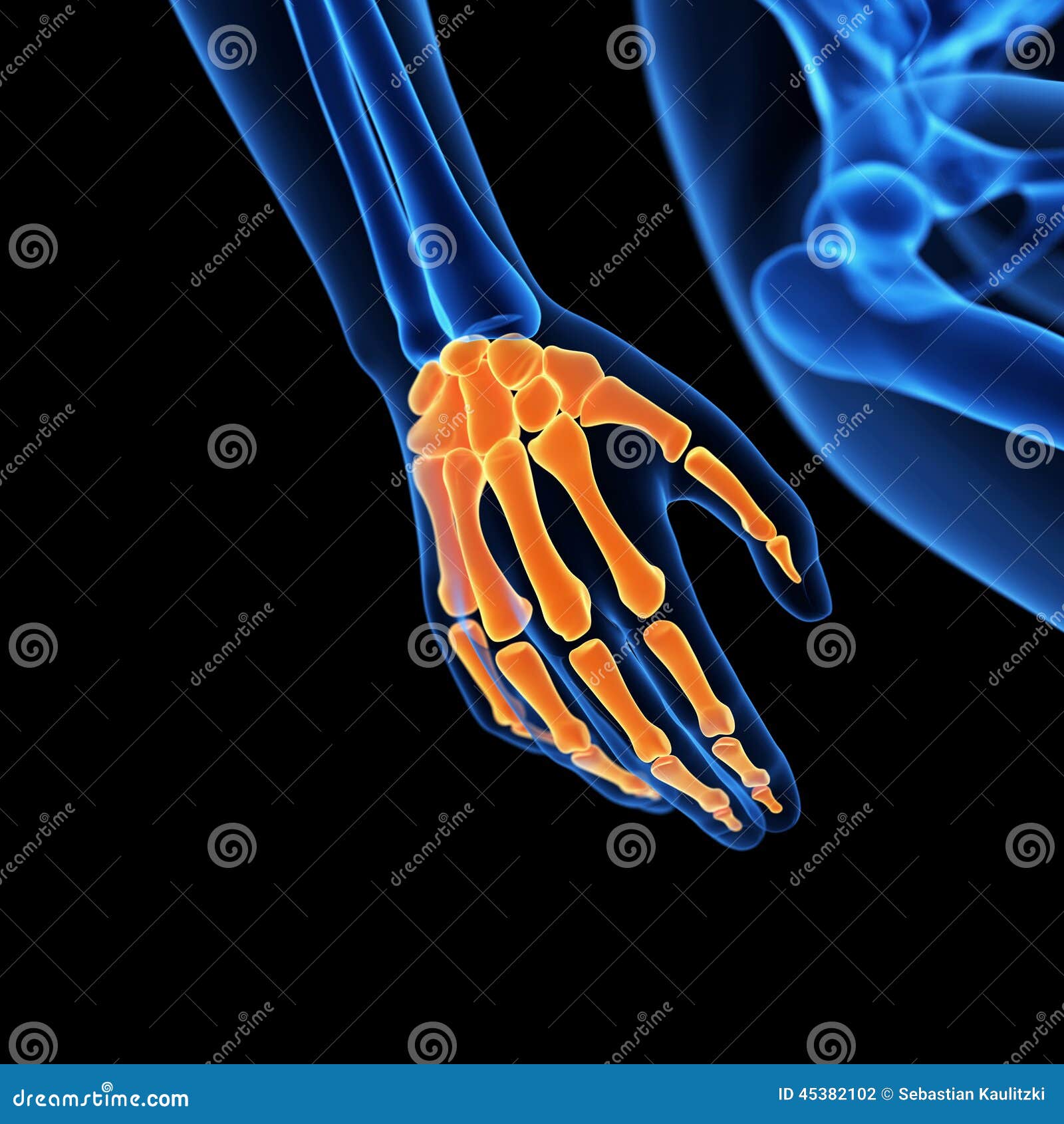 Les os de main illustration stock. Illustration of transparence - 45382102
