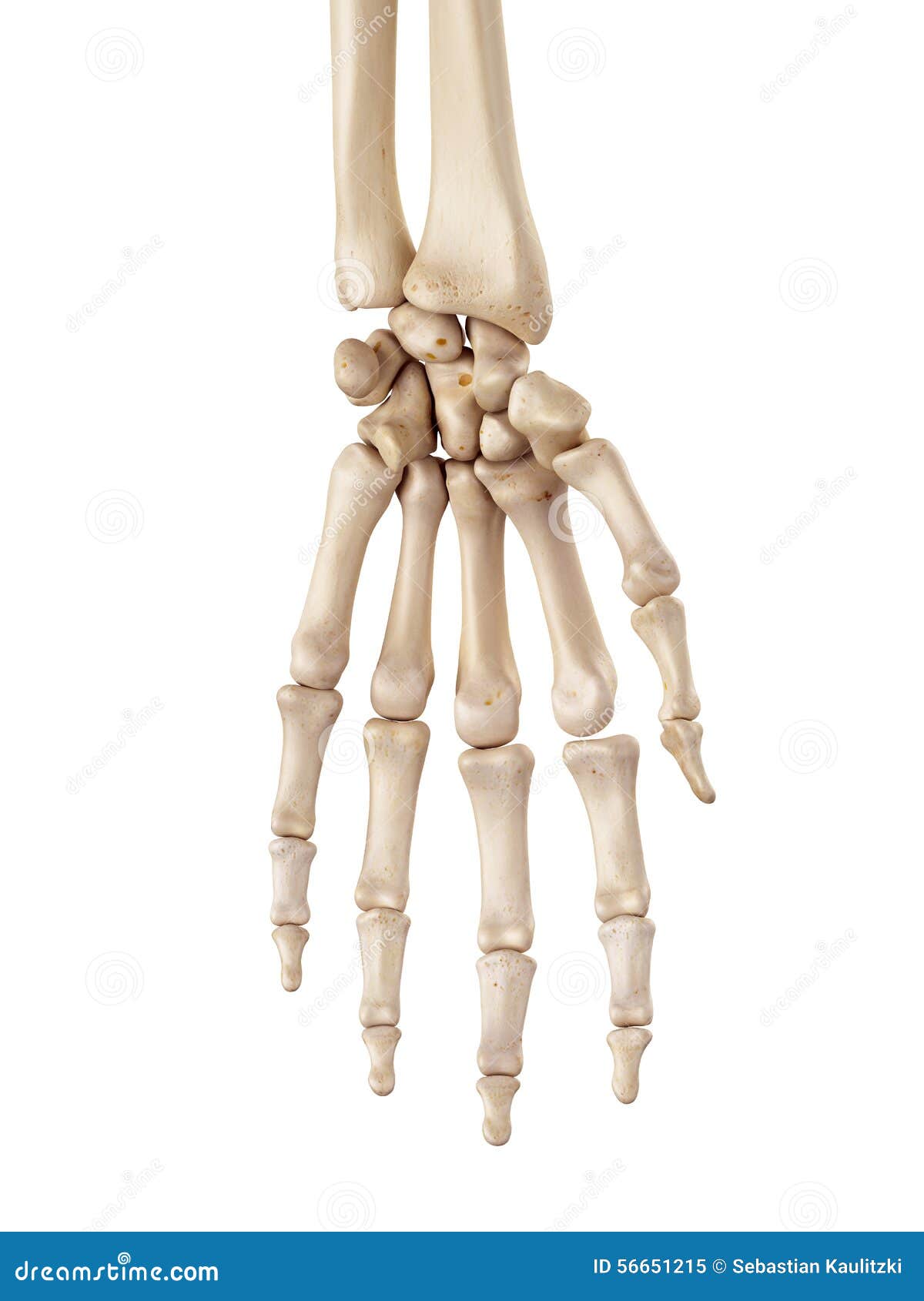 Les os de main illustration stock. Illustration du anatomie - 56651215