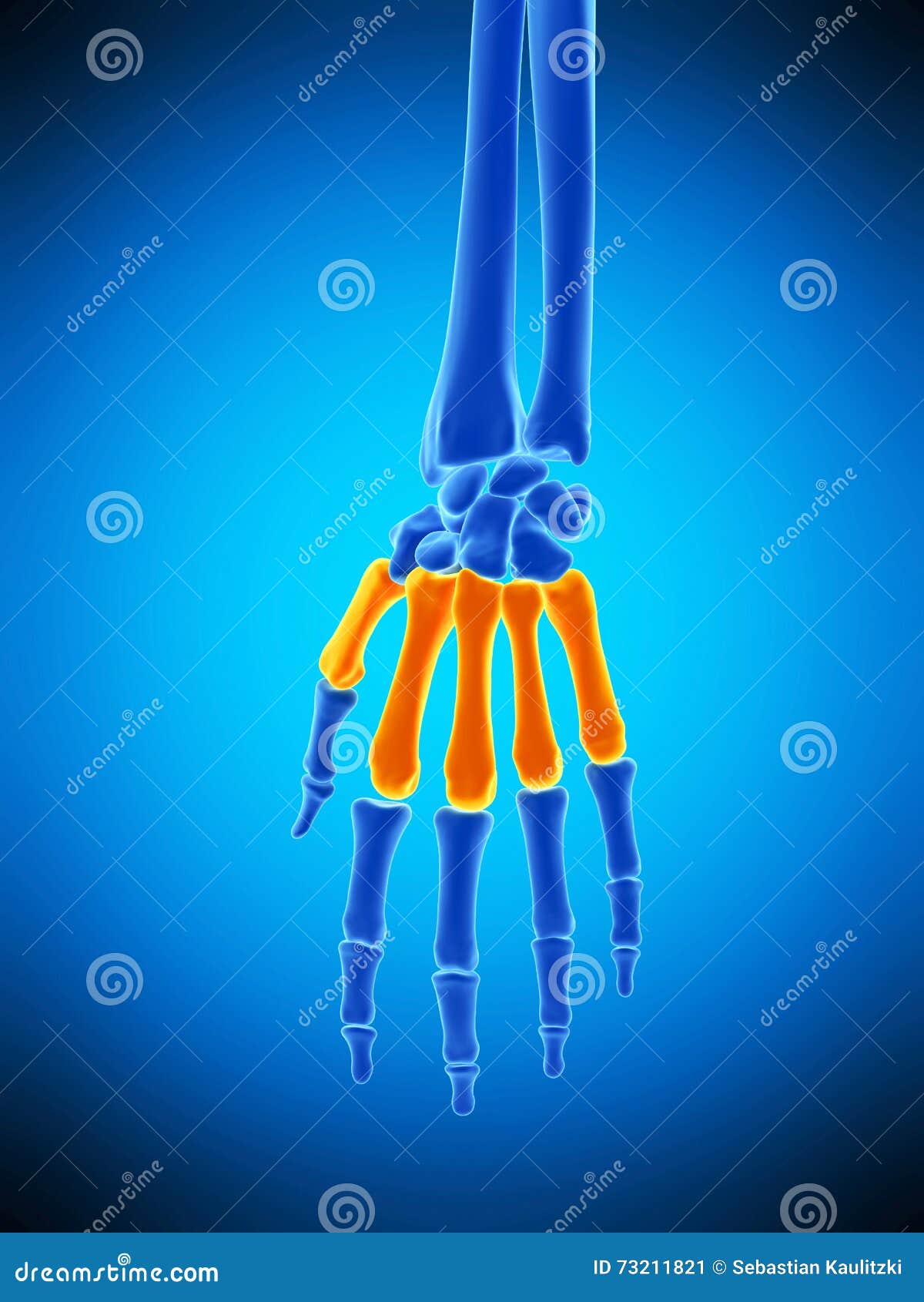 Les os de metacarpals illustration stock. Illustration du bras - 73211821