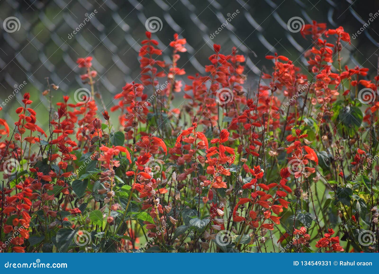 Les Parcs De Jardin Fleurissent Le Beau Vert Image stock - Image du ...