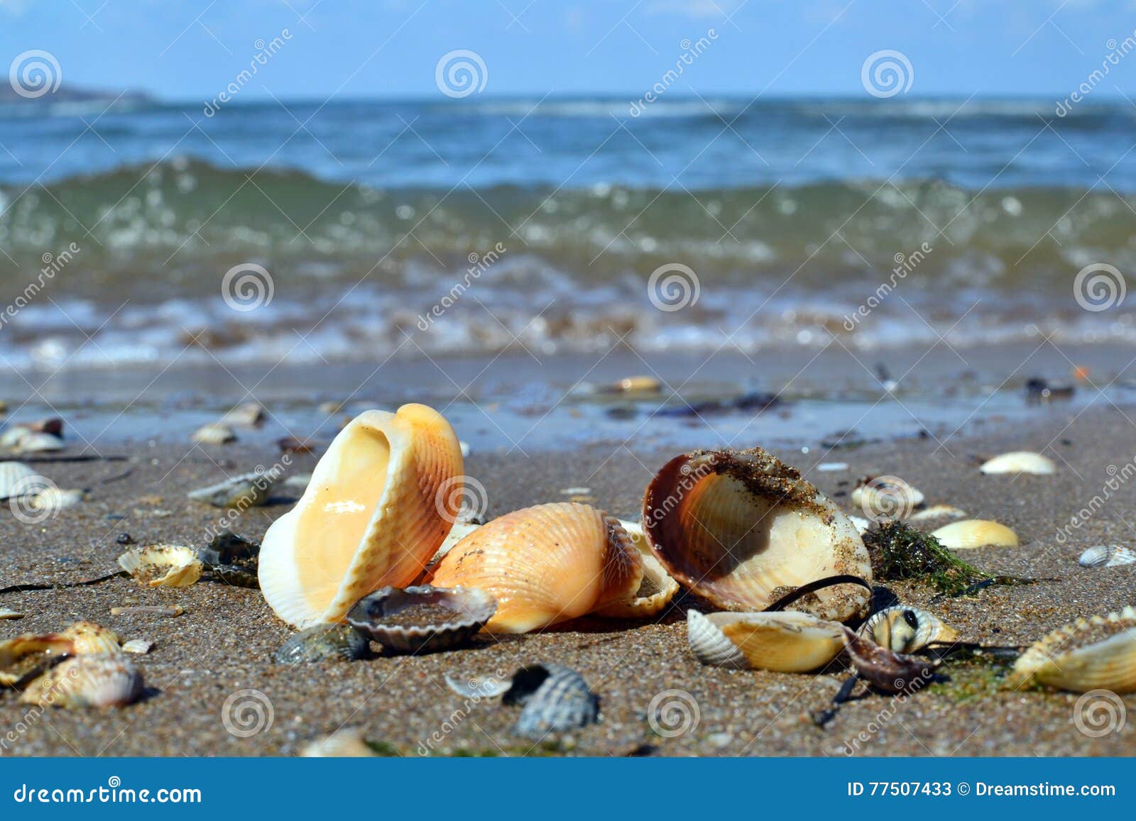 Les Plages De La Mer D'Azov Image stock - Image du écologie, plages ...