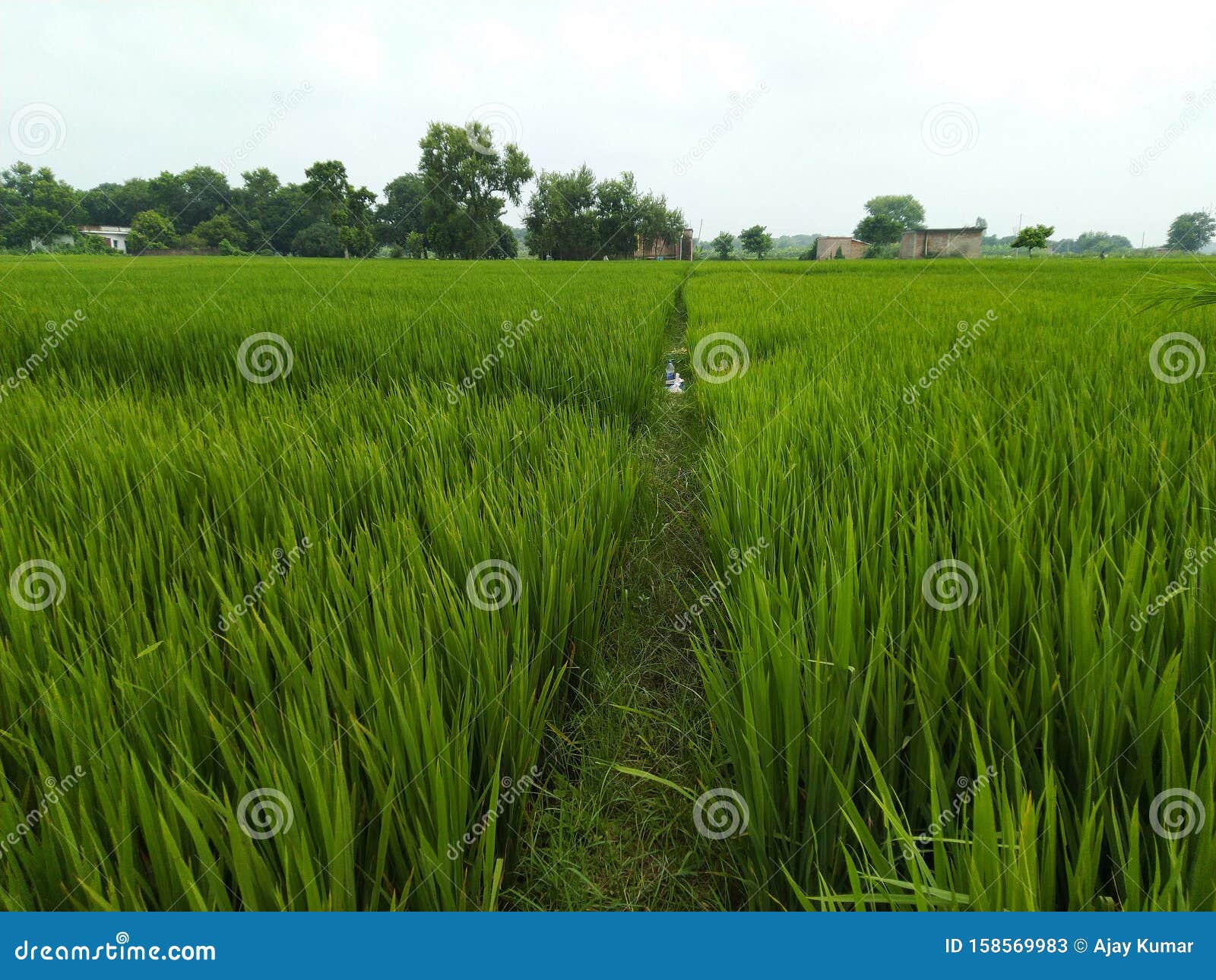 Les Plantations De Riz Sur Les Terres Agricoles Image stock - Image du ...