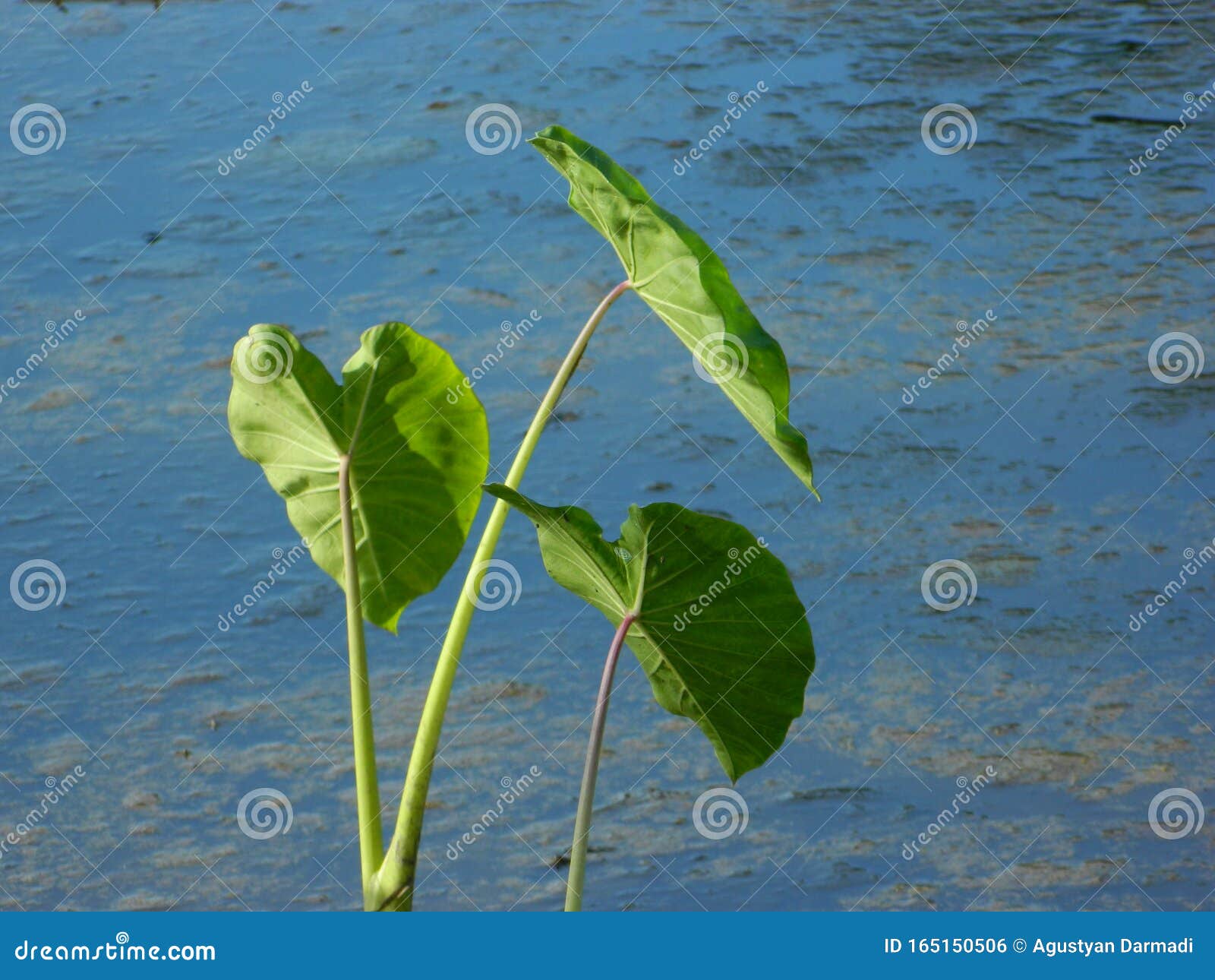 Les Plantes Dans Un Bourbier Photo stock - Image du centrales, marécage ...