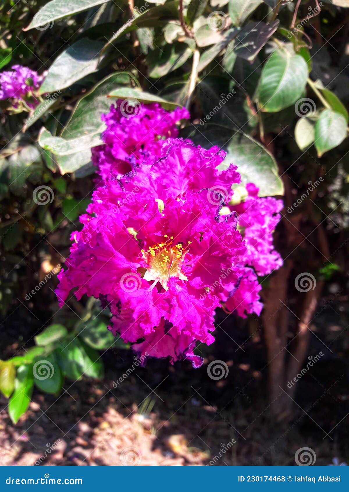 Les Plus Belles Fleurs Du Monde Photo stock - Image du arbuste, fleur ...