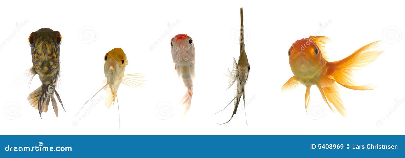 Les Poissons D'aquarium Regardent Image stock - Image du domestique ...