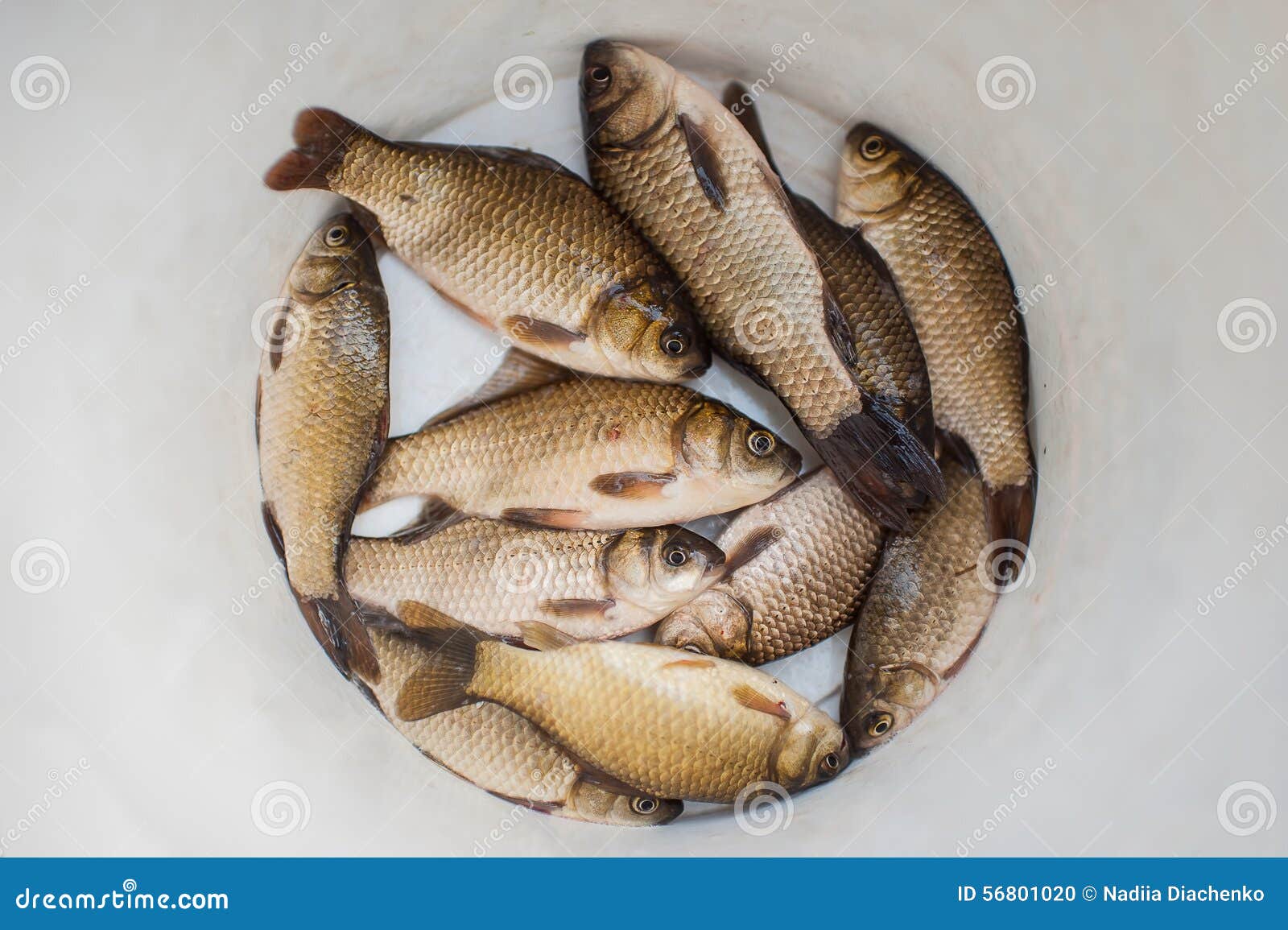 Les poissons dans un seau photo stock. Image du ailette - 56801020