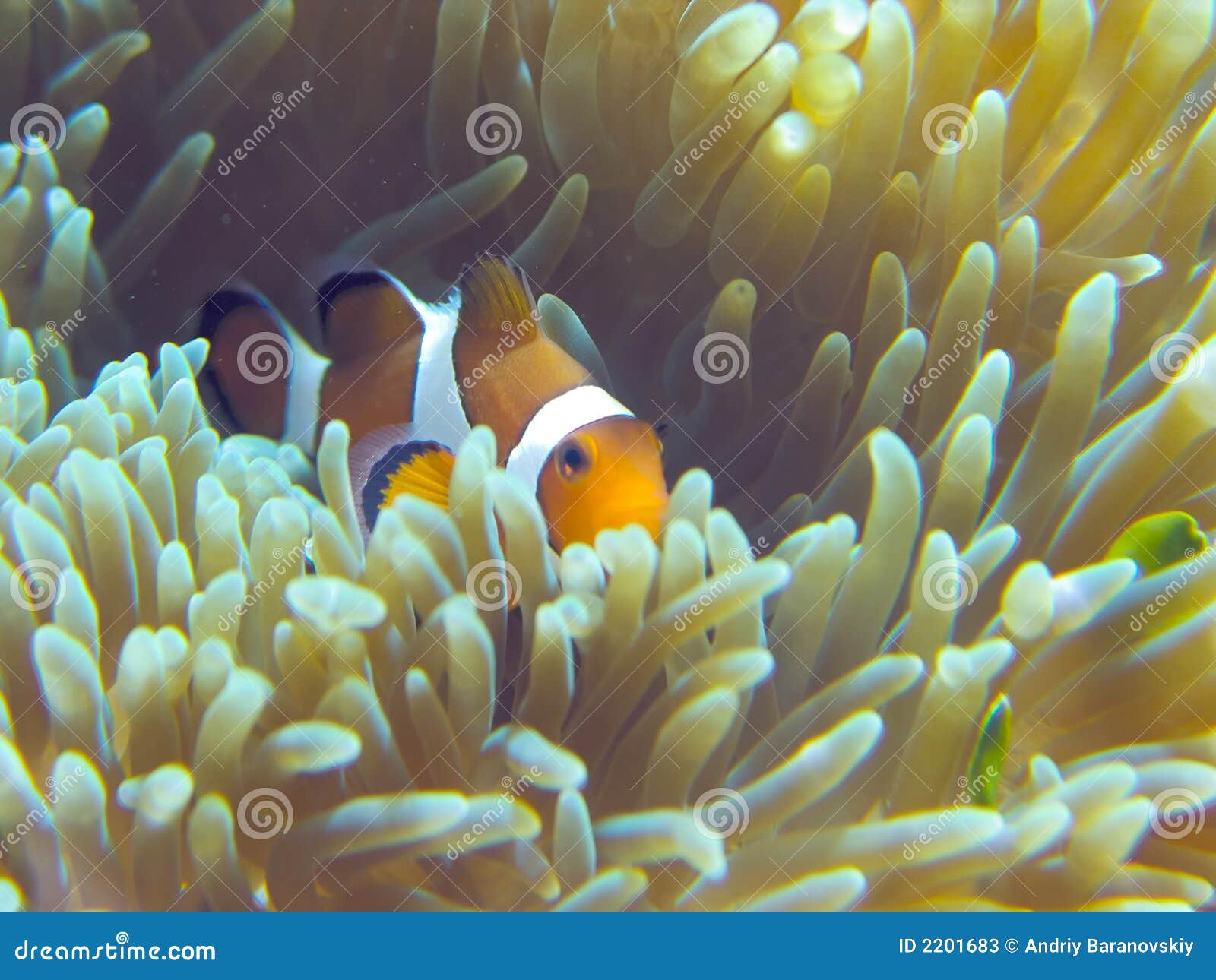 Les Poissons De Nemo Autoguident Image stock - Image du organisme ...