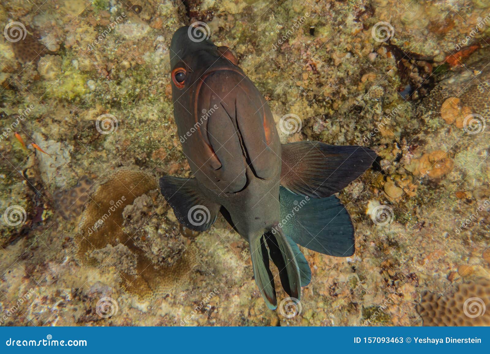 Les Poissons Nagent Dans La Mer Rouge Image stock - Image du marin ...