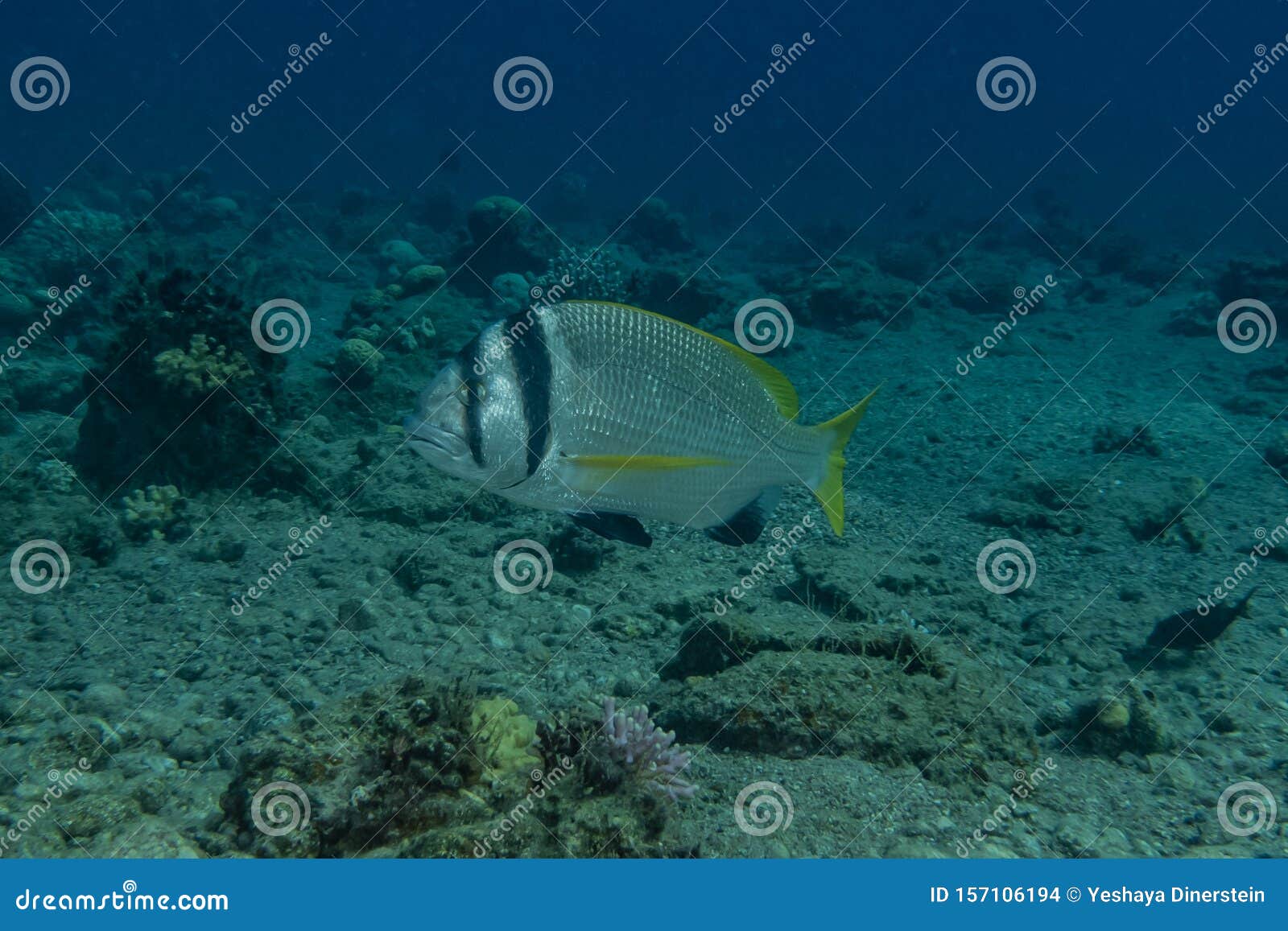 Les Poissons Nagent Dans La Mer Rouge Photo stock - Image du egypte ...