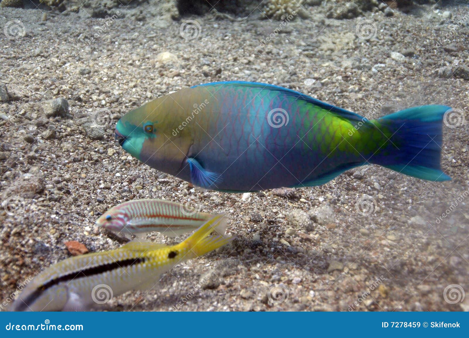 Les Poissons Parrot La Mer Rouge Image stock - Image du animal ...