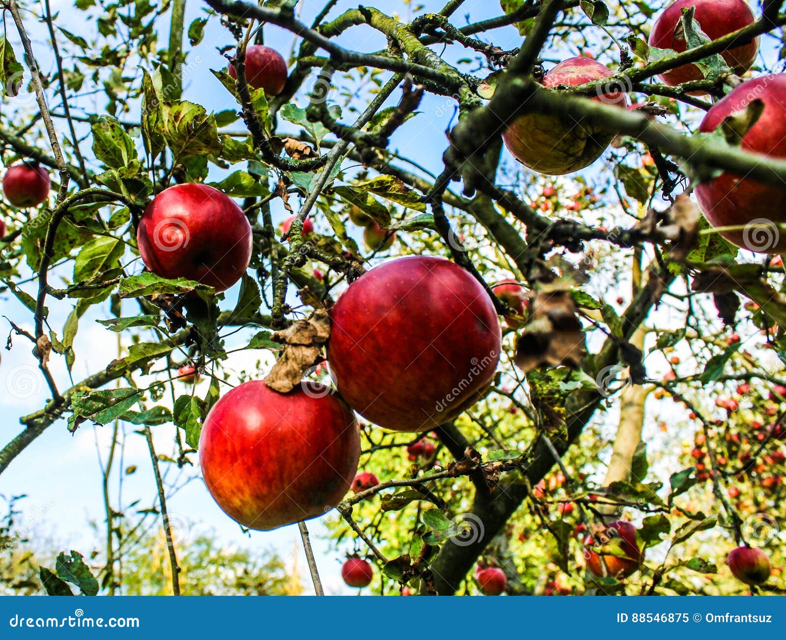 Les Pommes Rouges Sont Dans Un Jardin Image stock - Image of arbre ...