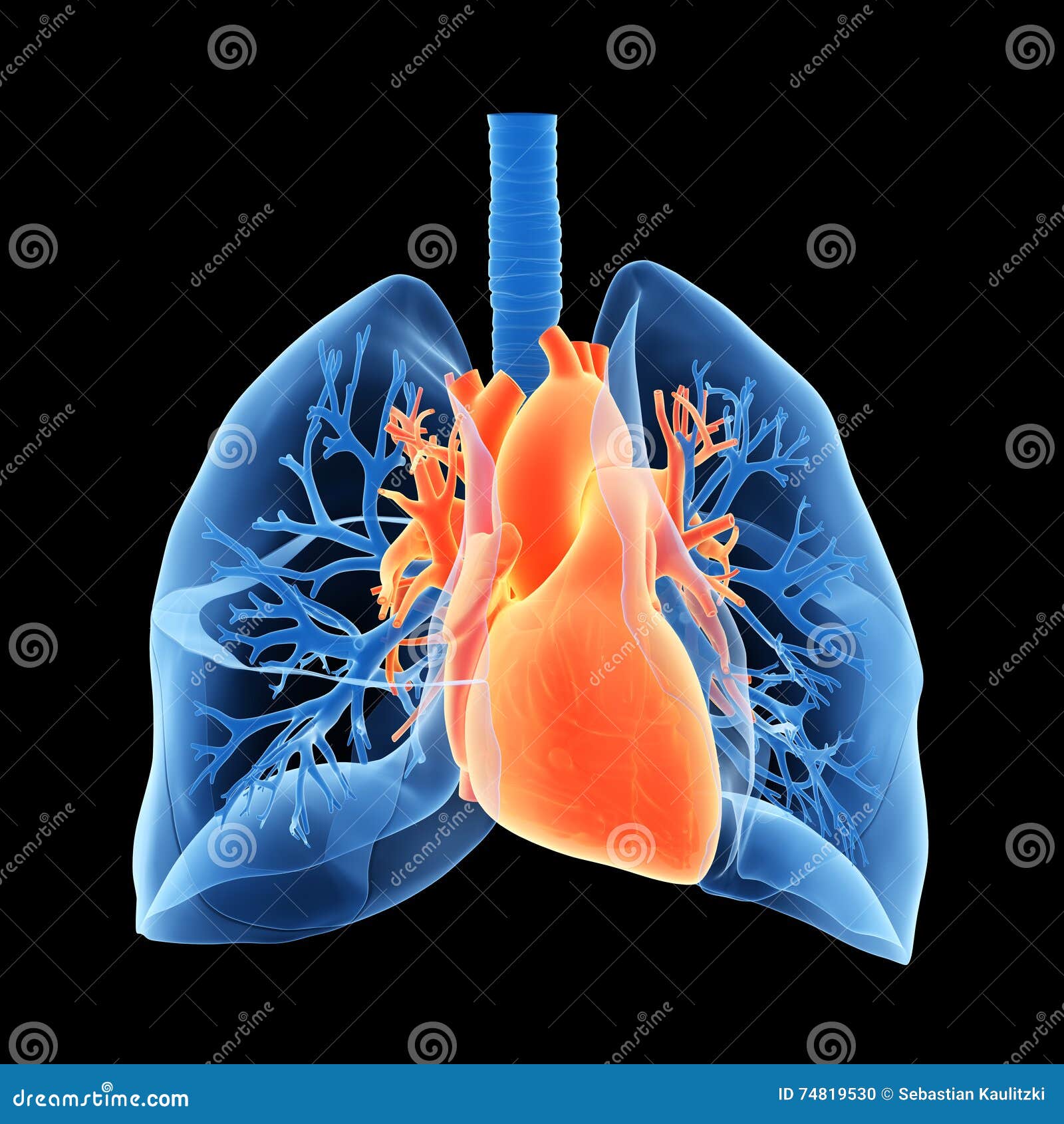 Les poumons et le coeur illustration stock. Illustration du science ...