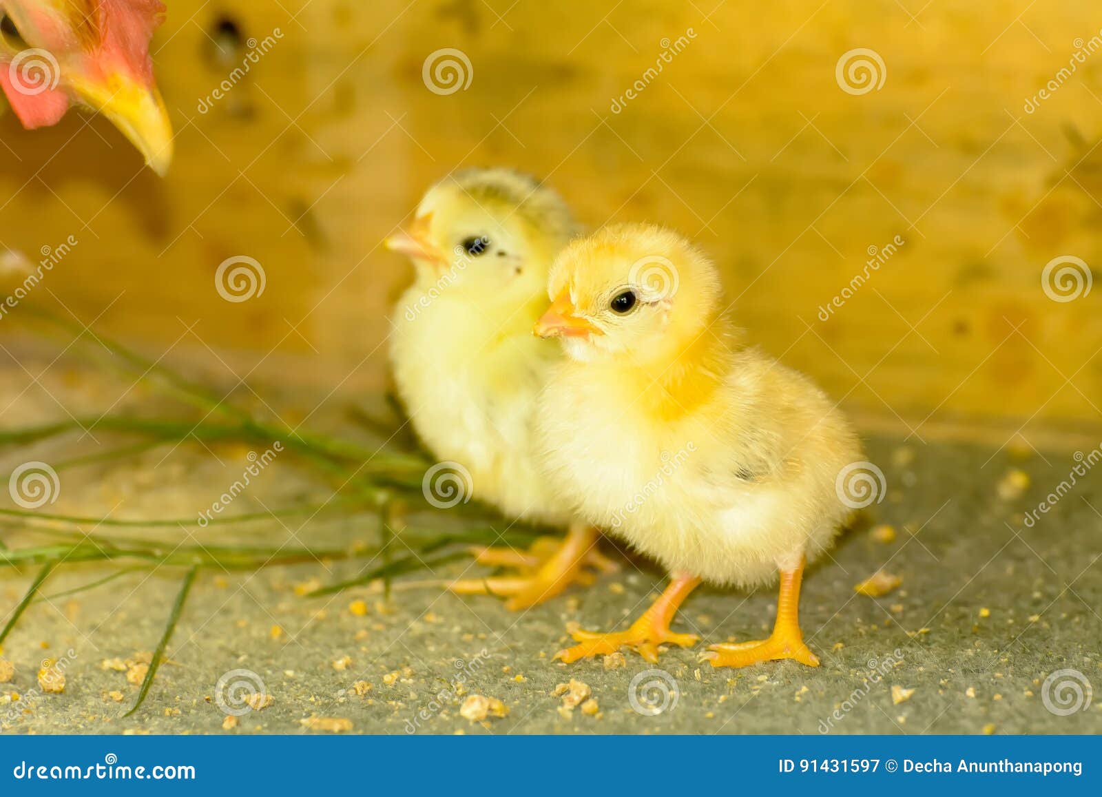Les poussins jaunes image stock. Image du animaux, alimentation - 91431597