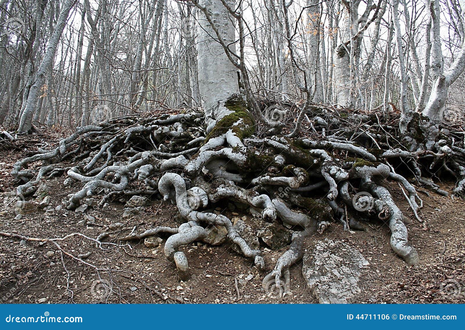 Les racines de la terre photo stock. Image du earth, hêtre - 44711106