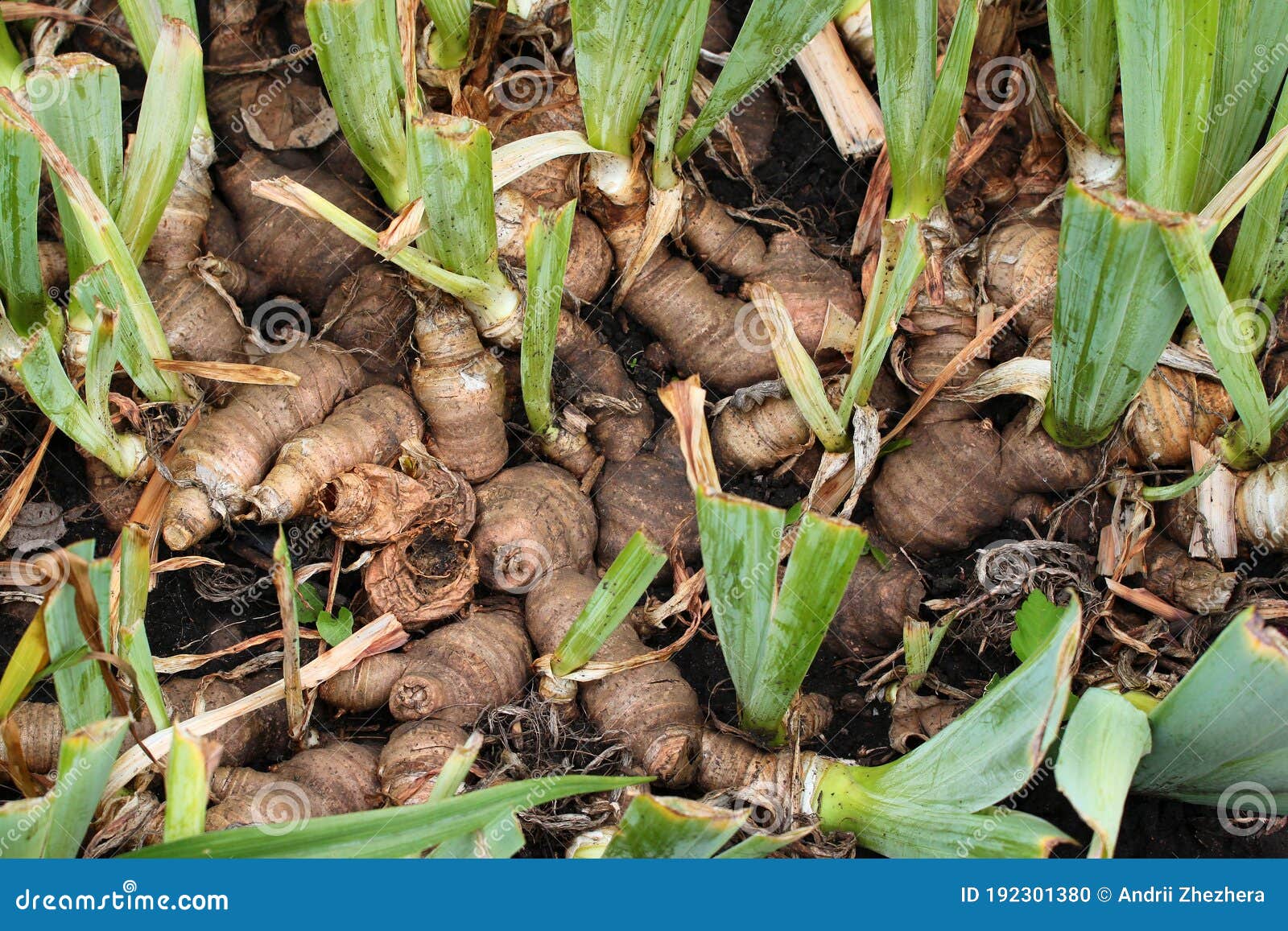 Les Racines Et Tubercules De Fleurs D'iris Dans Un Jardin Photo stock ...