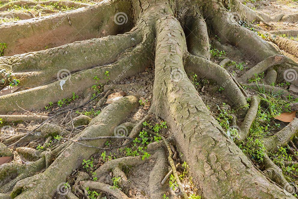 Les Racines Multiples D'un Arbre Image stock - Image du fond, étant ...