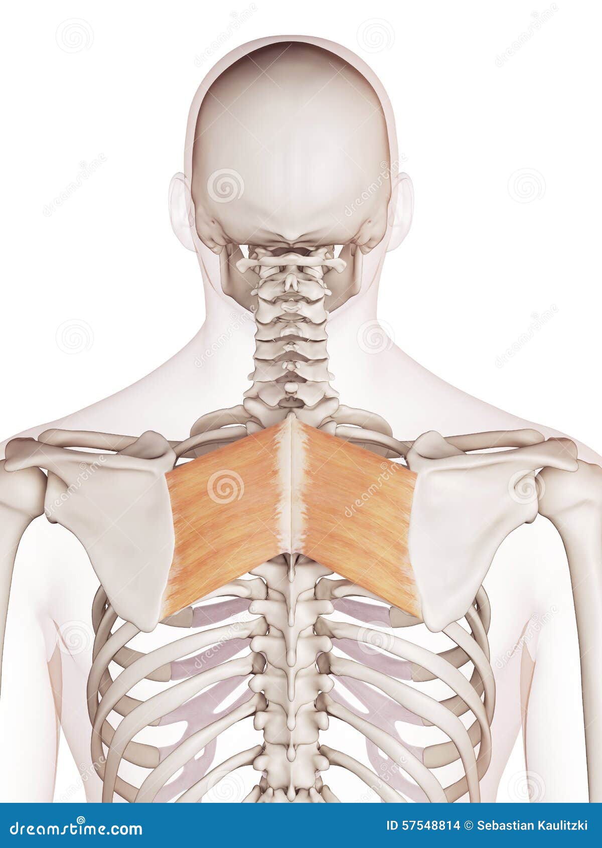 Les rhomboïdes illustration stock. Illustration du transparence - 57548814