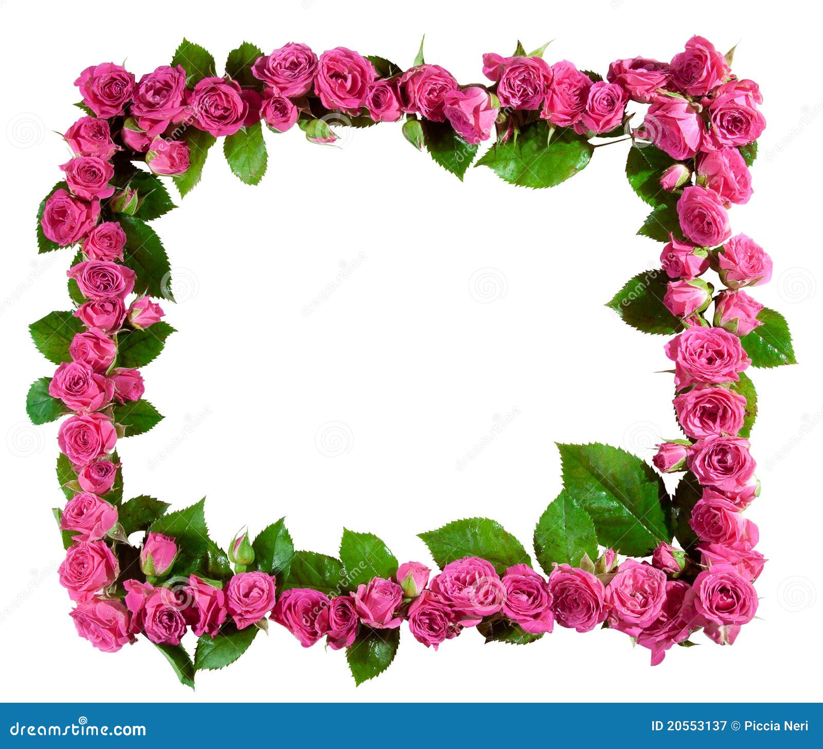 Les Roses Encadrent, D'isolement Image stock - Image du trame ...