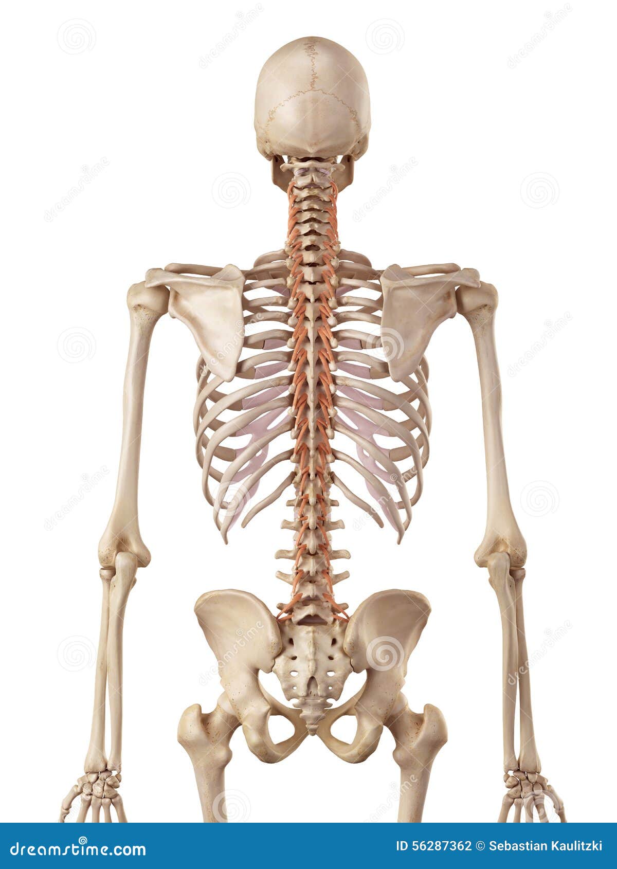 Les rotatores illustration stock. Illustration du squelette - 56287362