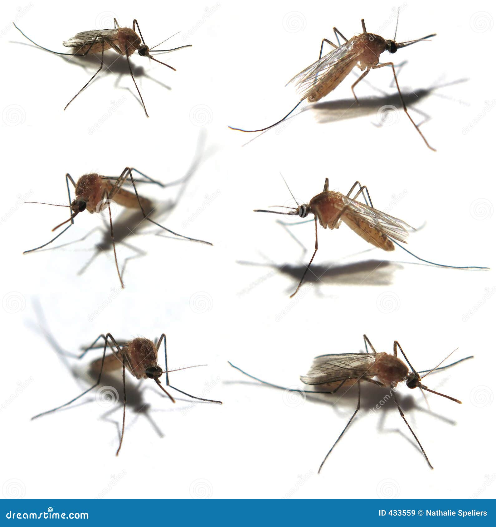 Les six moustiques image stock. Image du dengue, occidental - 433559