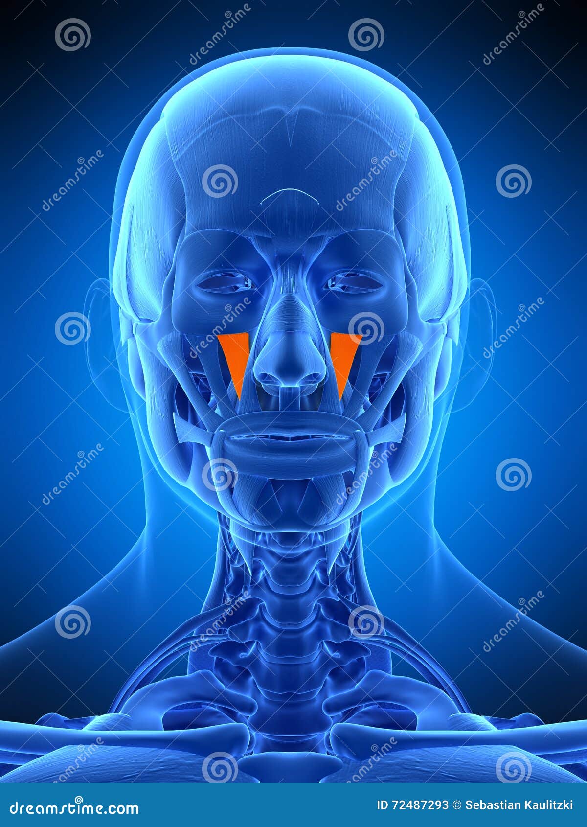 Les Superioris De Labii De Levator Illustration Stock - Illustration du ...