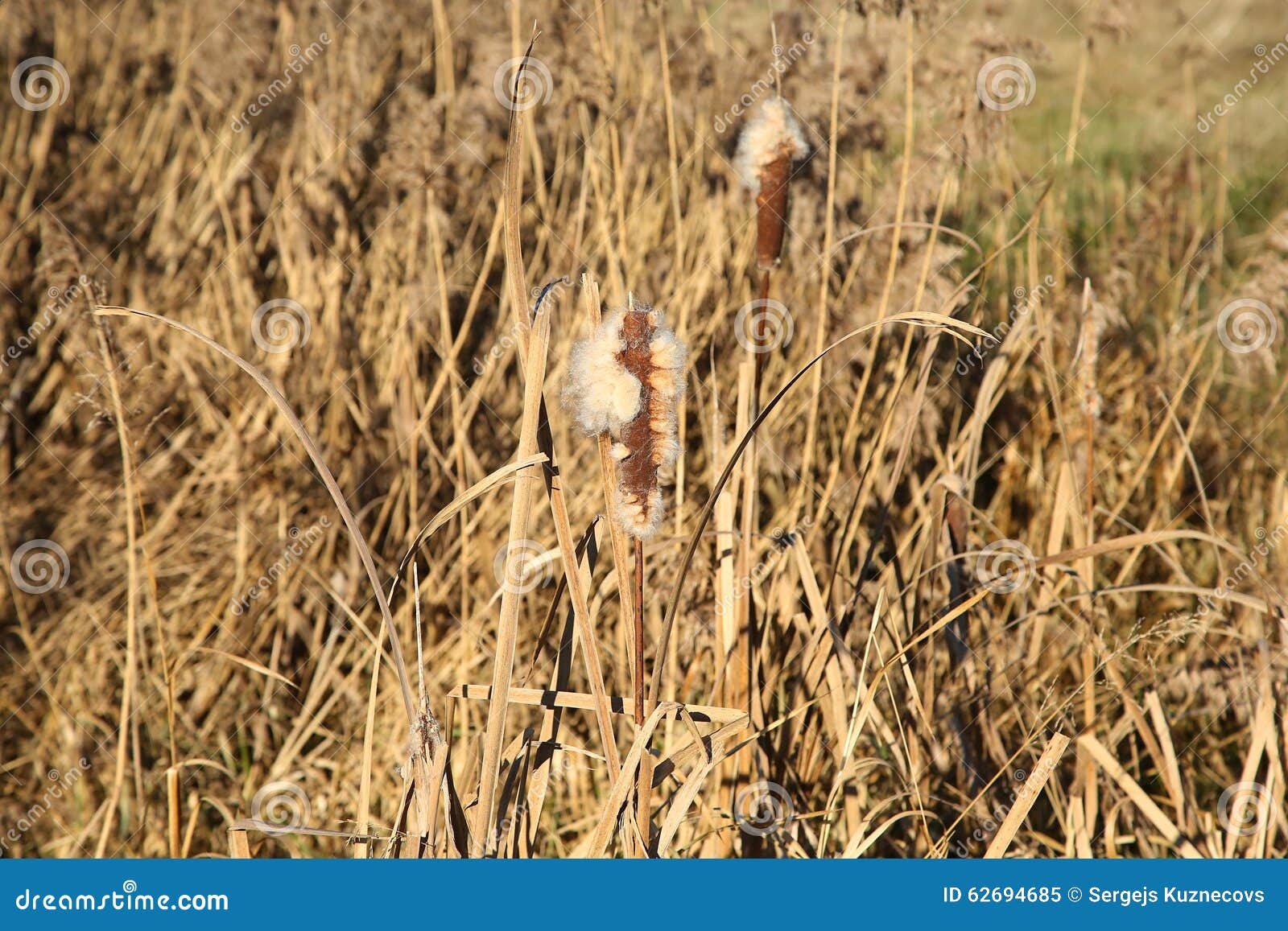 Les Tiges Du Macis Tubulaire Image stock - Image du commun, ciel: 62694685