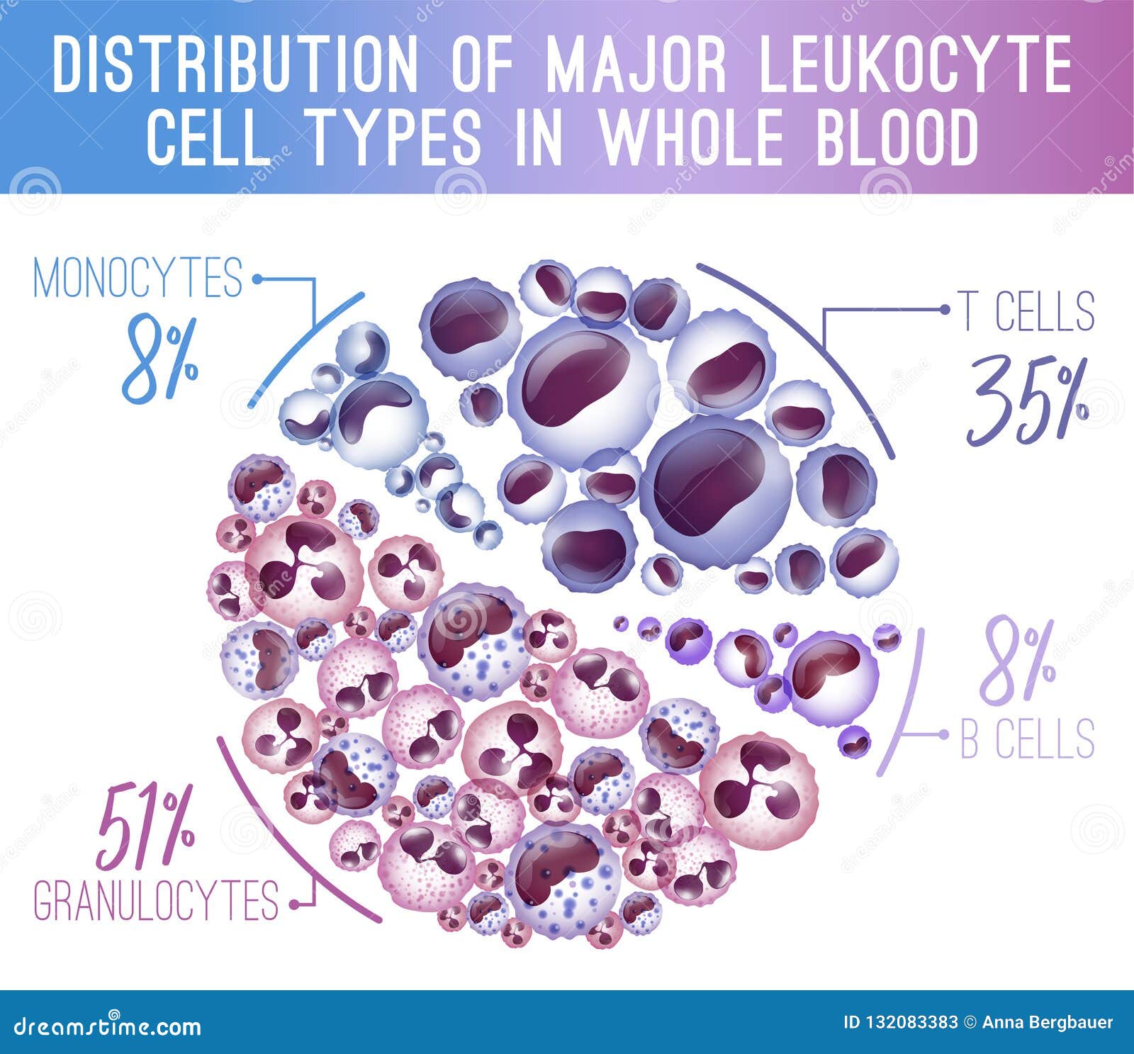 Les Types Importants De Leucocytes Complotent Illustration de Vecteur ...
