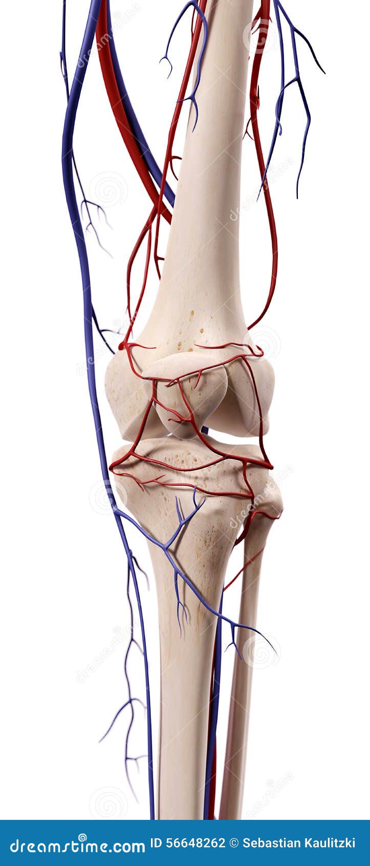 Les Vaisseaux Sanguins De Genou Illustration Stock - Illustration du ...