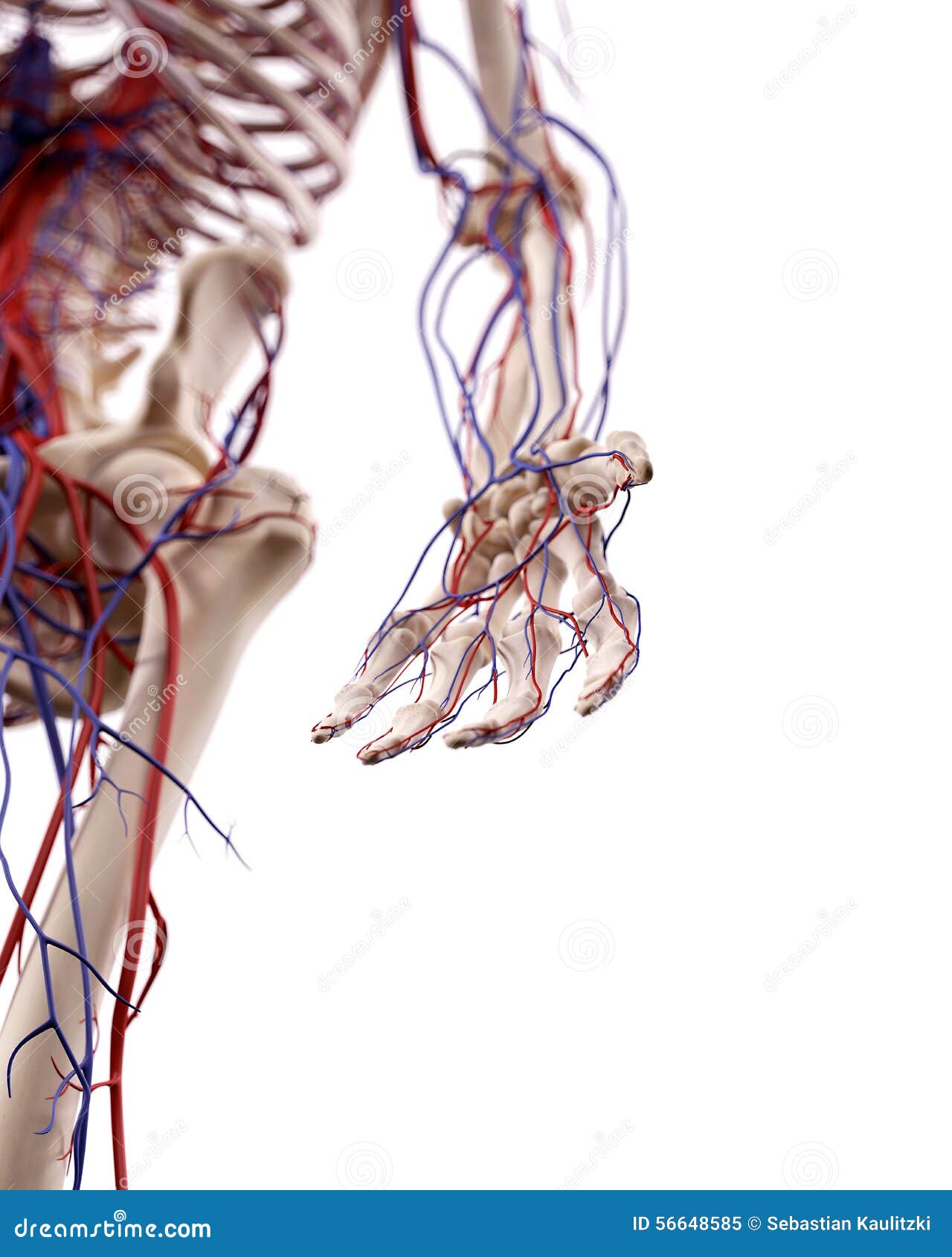 Les Vaisseaux Sanguins De Main Illustration Stock - Illustration du ...