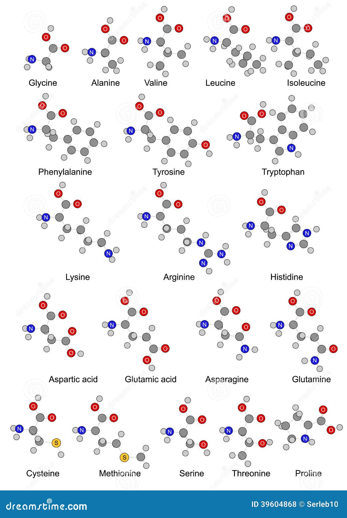 Les Vingt Acides Aminés De Base. Illustration Illustration de Vecteur ...