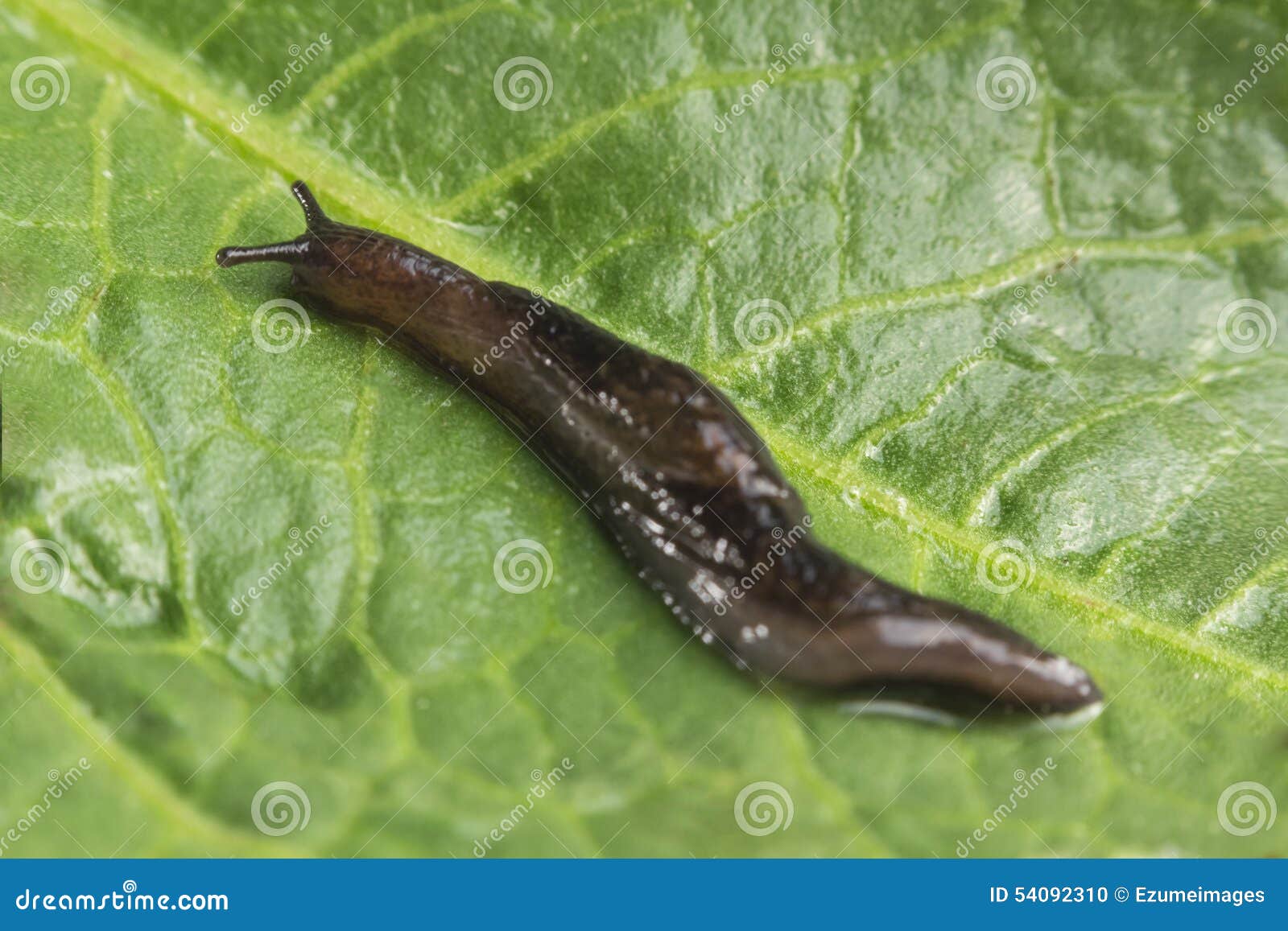 Lesma comum do jardim foto de stock. Imagem de praga - 54092310