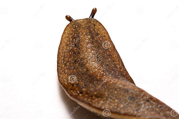 Lesma Da Terra Da Lesma Isolada No Fundo Branco Imagem de Stock ...