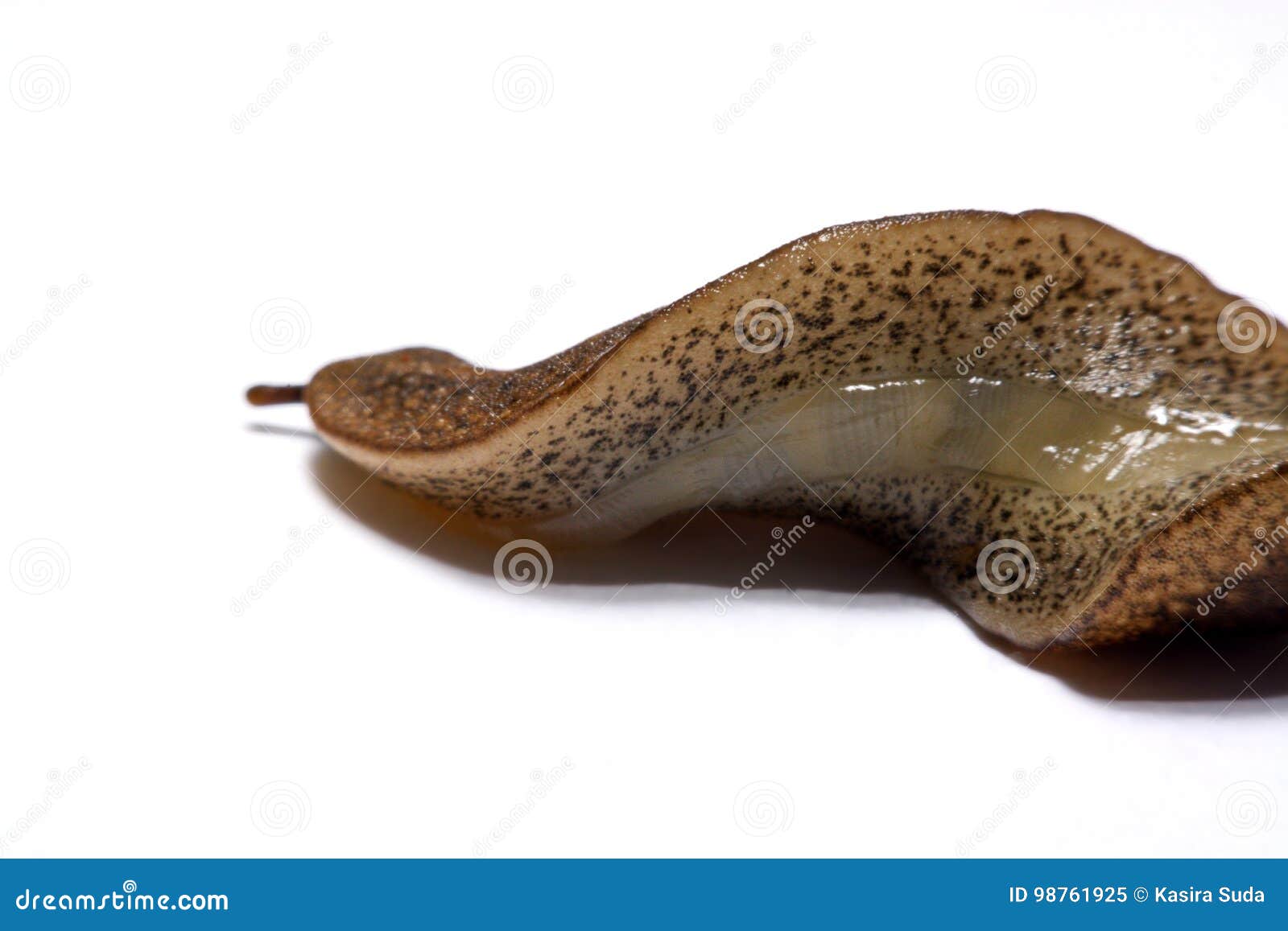 Lesma Da Terra Da Lesma Isolada No Fundo Branco Imagem de Stock ...