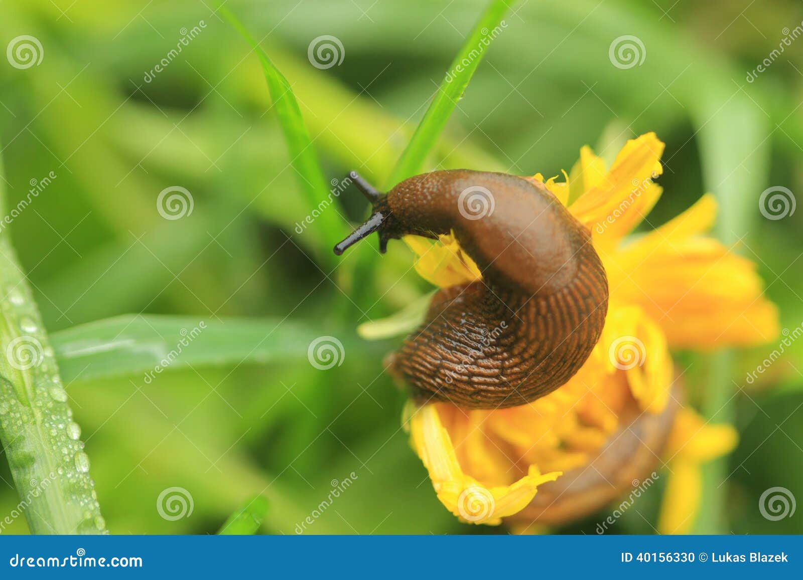 Lesma espanhola foto de stock. Imagem de lesma, detalhe - 40156330