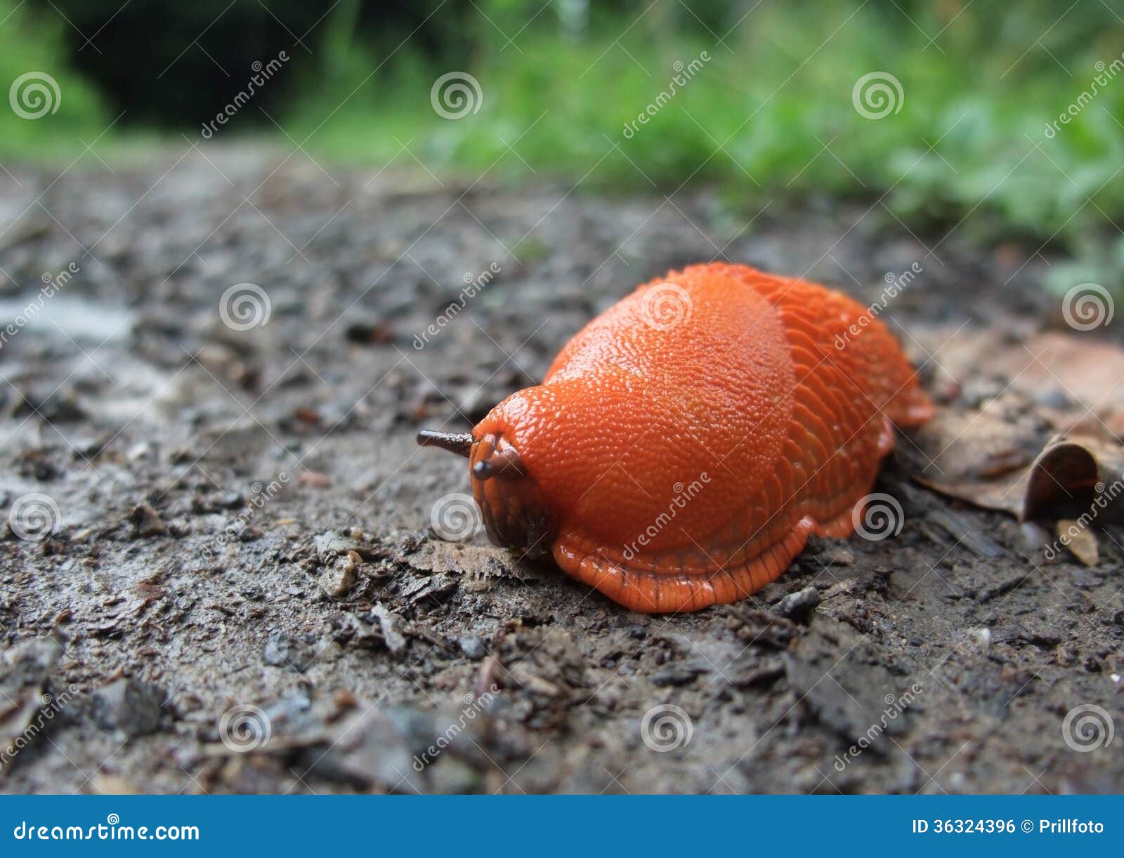 Lesma vermelha na terra foto de stock. Imagem de viscoso - 36324396