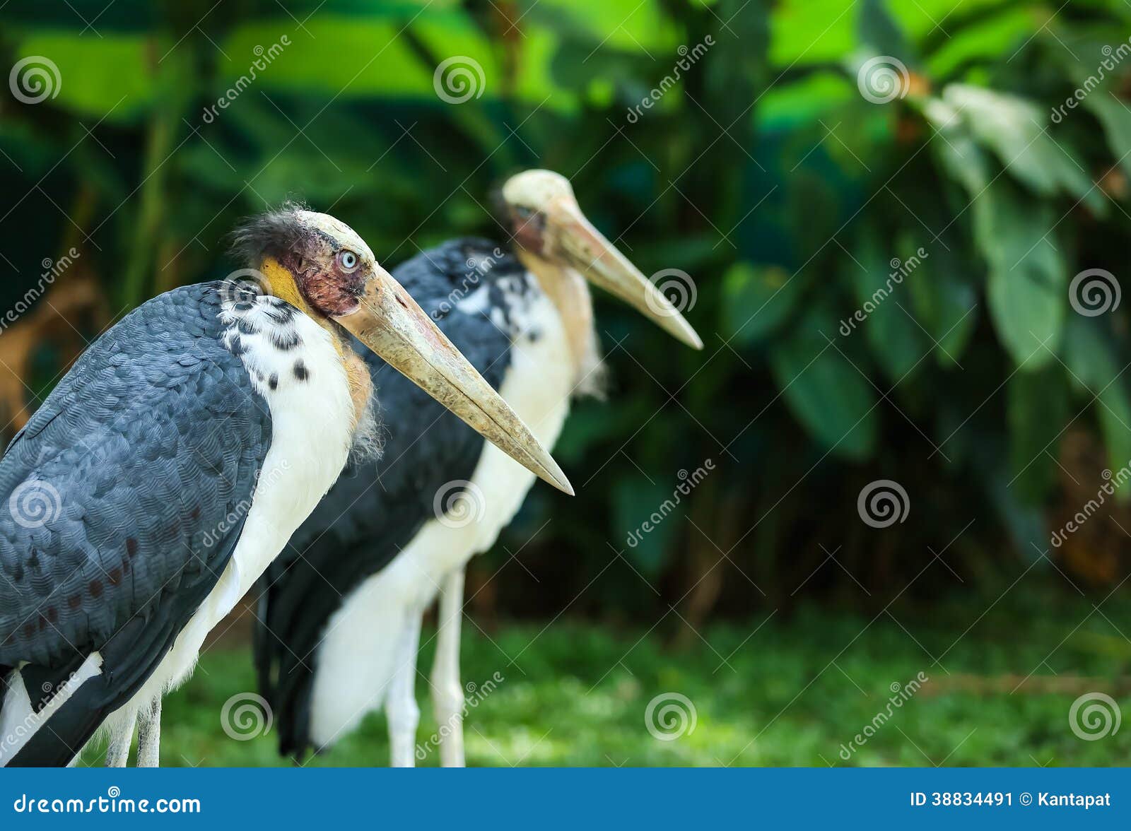 Lesser adjutant stork_ stock image. Image of asia, white - 38834491
