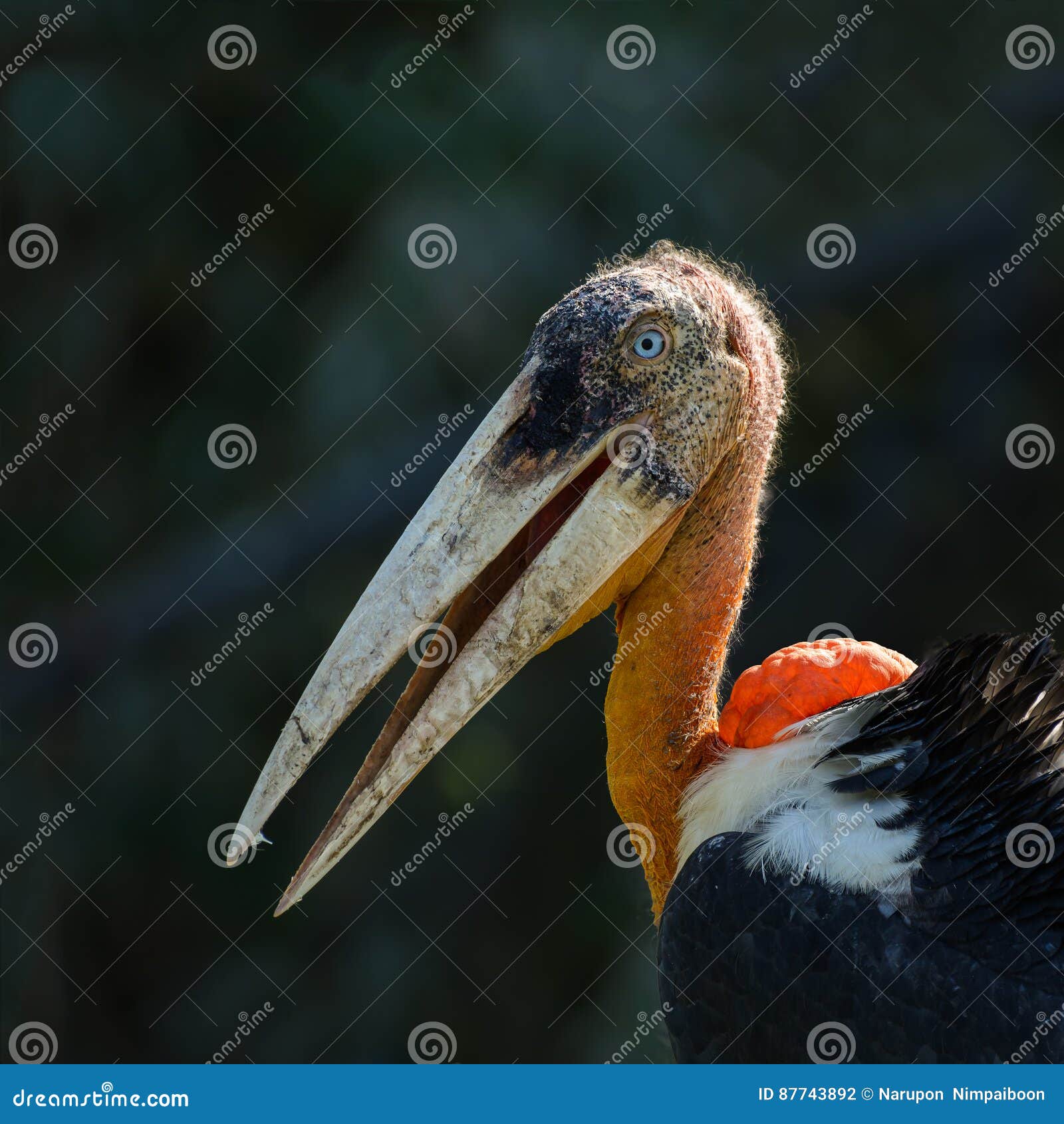 Lesser Adjutant Stork or Leptoptilos Javanicus. Stock Photo - Image of ...