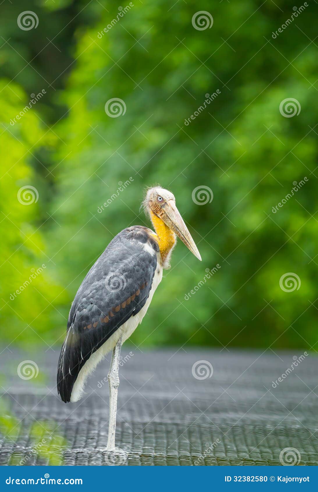 Lesser adjutant stork stock photo. Image of bird, forest - 32382580