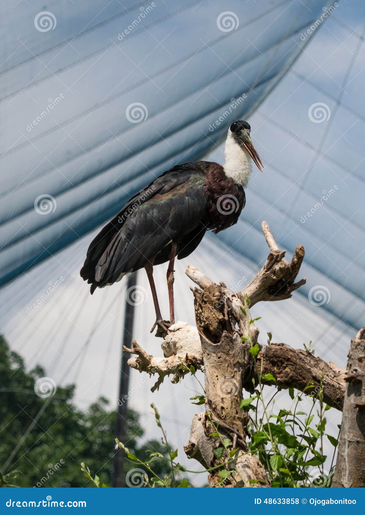 Lesser adjutant stork stock photo. Image of green, cute - 48633858