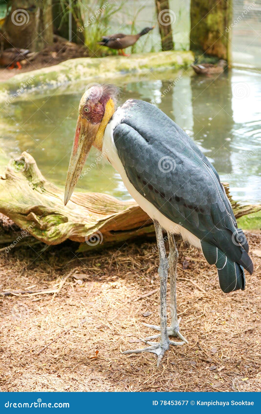 Lesser adjutant stork stock image. Image of ritual, look - 78453677