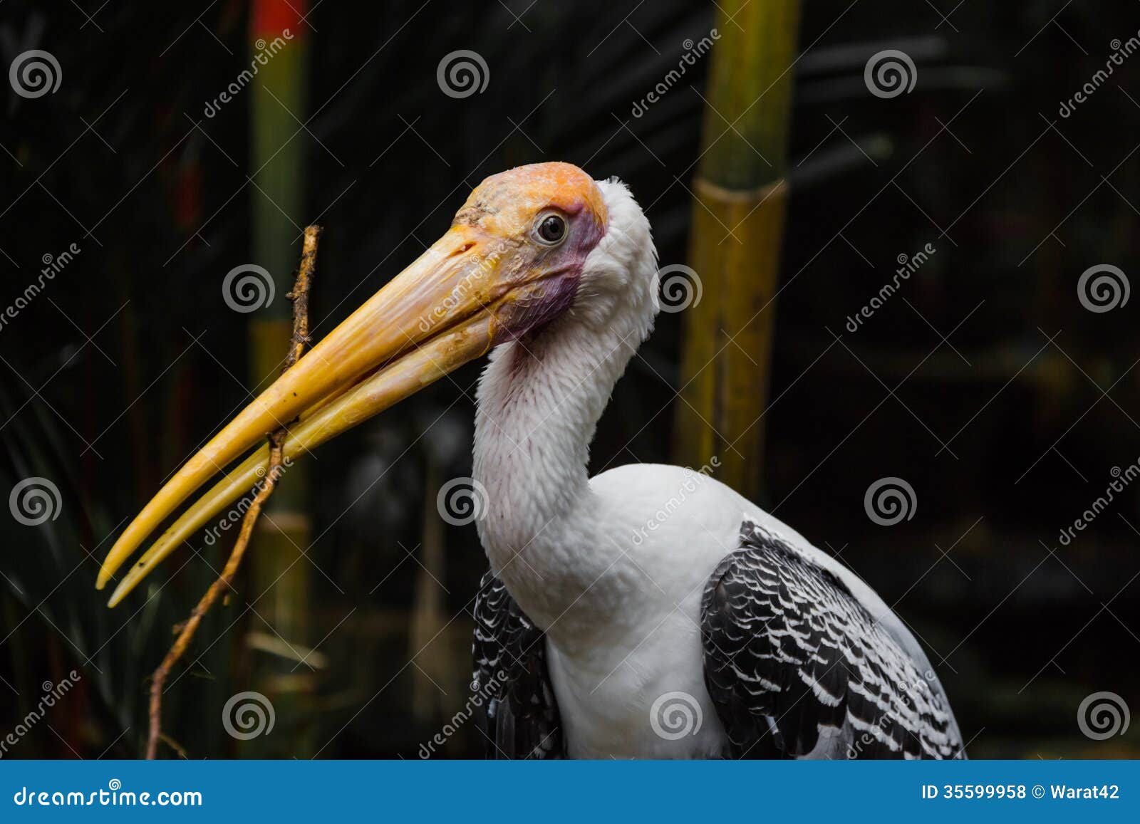 Lesser adjutant stork stock photo. Image of head, bird - 35599958