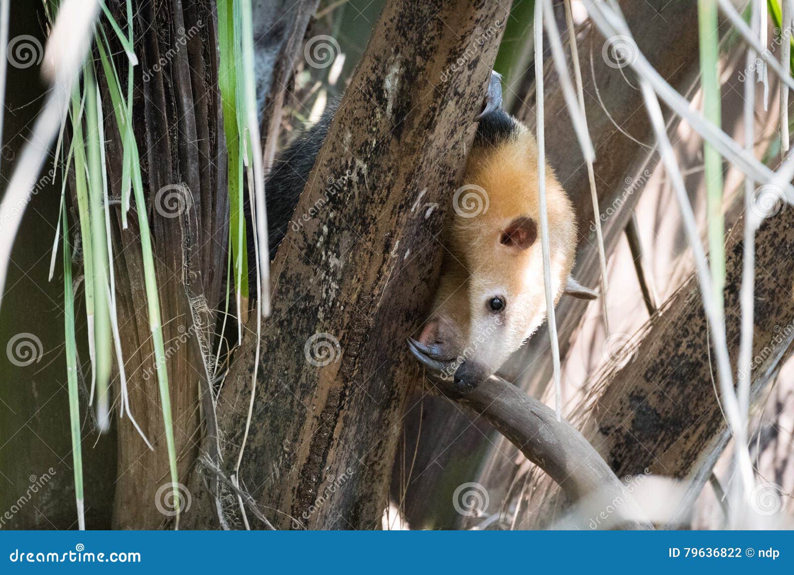 Lesser Anteater in Tree Peeping through Branches Stock Photo - Image of ...