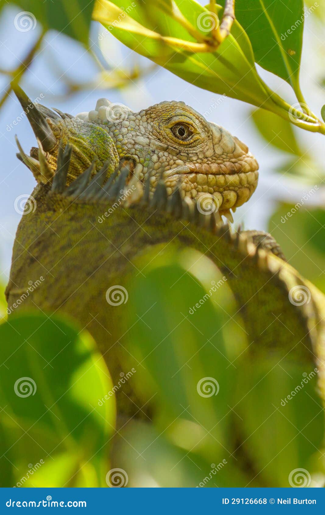 Lesser Antillean Iguana On Martinique Stock Photography | CartoonDealer ...