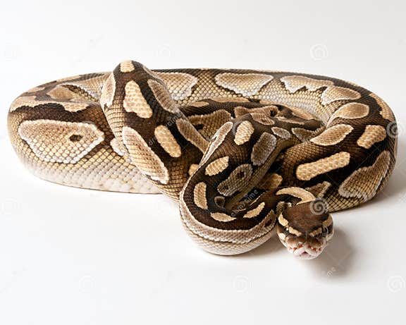 Lesser Ball Python stock image. Image of wildlife, constrictor - 263826855