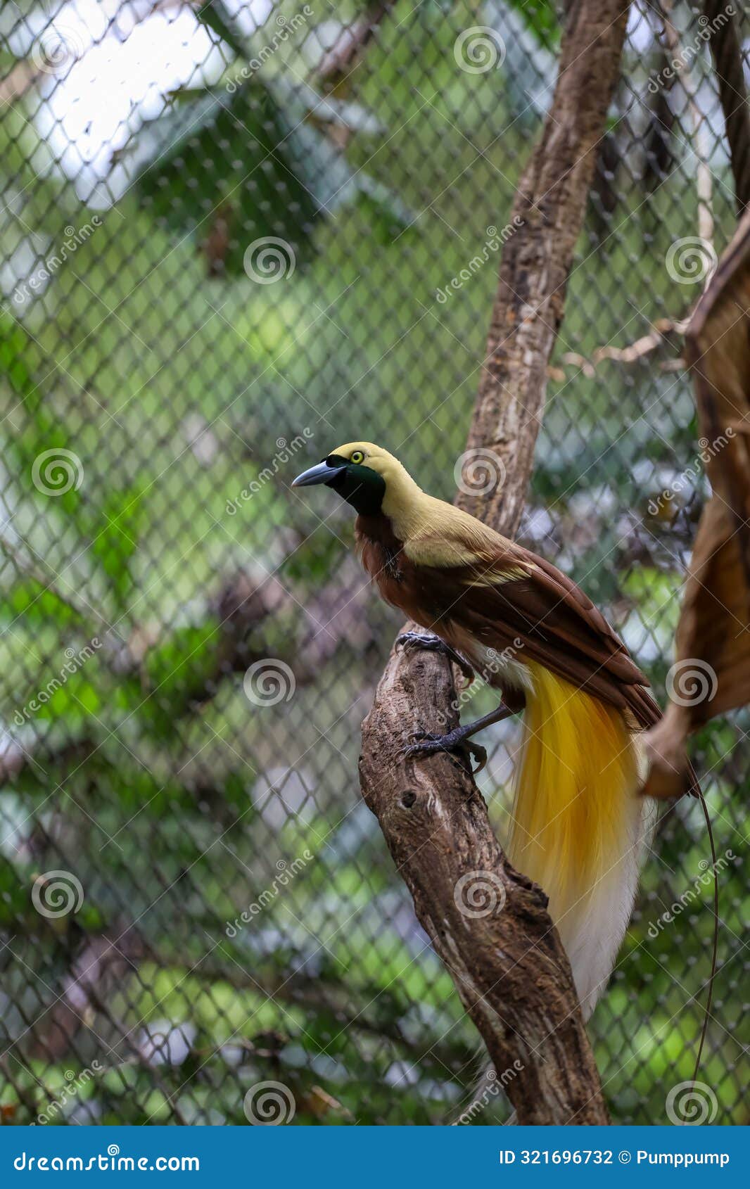 The Lesser Bird of Paradise in Nature Stock Photo - Image of beautiful ...
