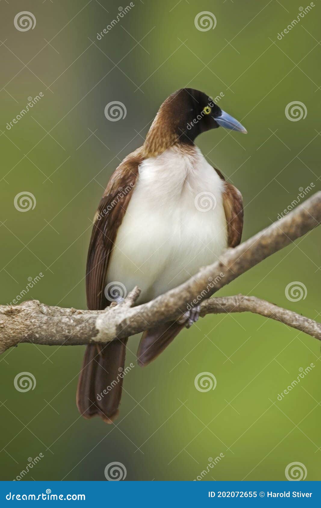 Female Lesser Bird Of Paradise