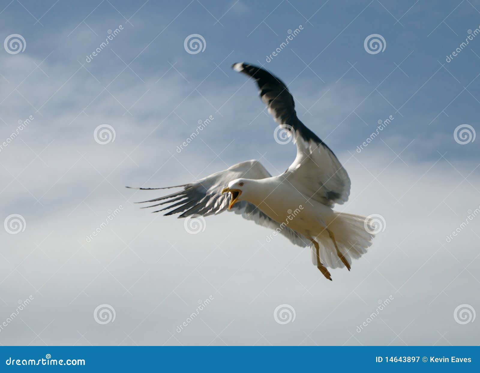 Lesser Black-backed Gull in Flight Stock Image - Image of bird, white ...