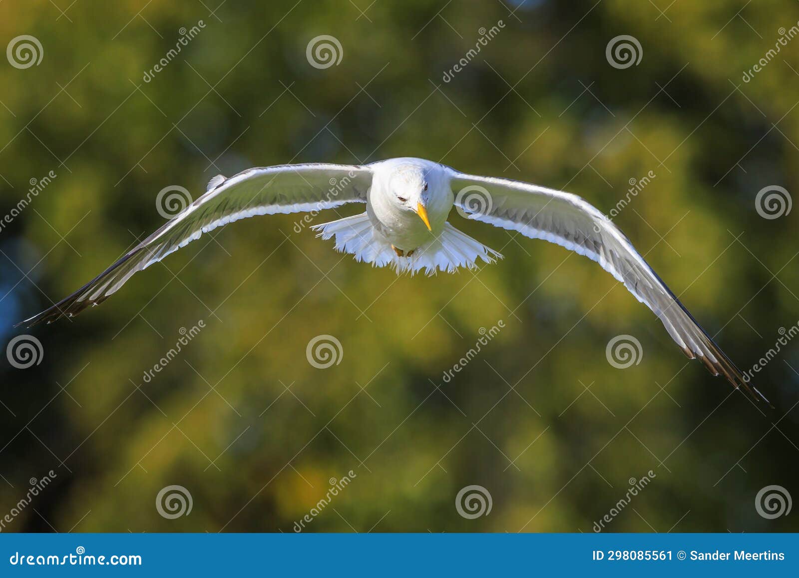Lesser Black-backed Gull, Larus Fuscus, in Flight Stock Image - Image ...